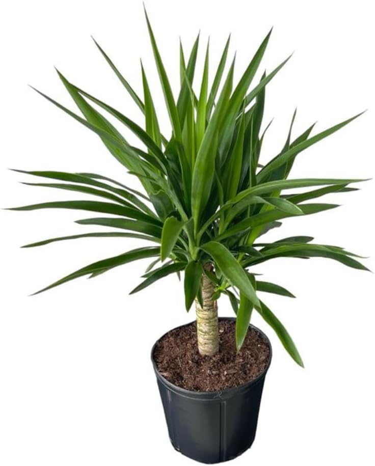 Amazon.com : 2 Yucca Plants, Yucca Live Plants Large Outdoors Plants 15 ...