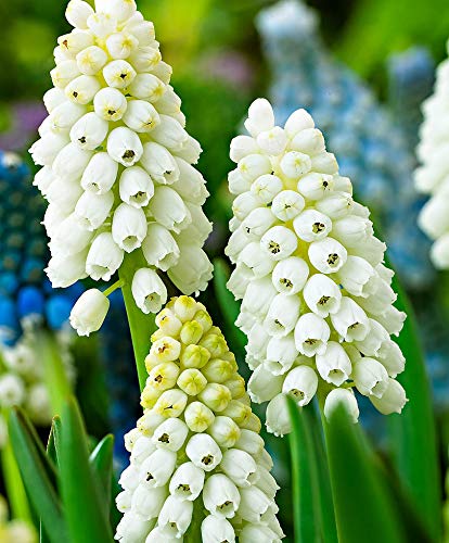 Indian Meadows | MUSCARI flower bulbs (Pack of 04 PCS) White Color ...