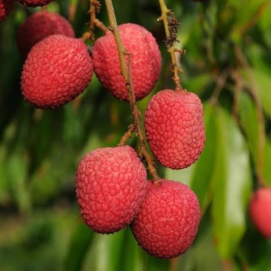 Star Plant " Sweet Chaina 3 Litchi Hybrid Tree 1.5ft Healthy & Fresh ...