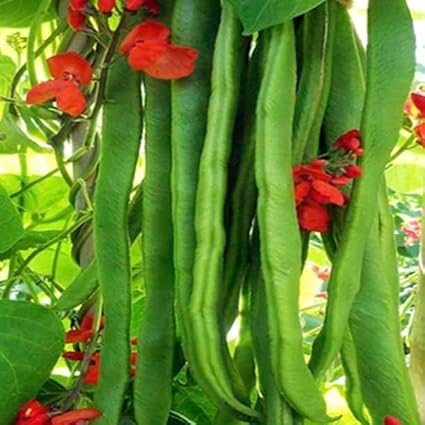 Runner Bean 'Enorma' Grow Your Own Vegetable Plants Pack of 3 Garden ...