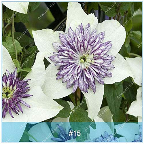 200 Pcs/Bag Clematis Flower Clematis Vines Seeds Flower Perennial ...