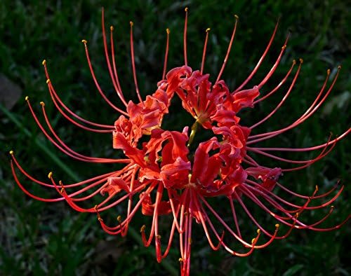Amazon.com : (2) Red Spider Lily, Lycoris Radiata Bulbs, Beautiful ...