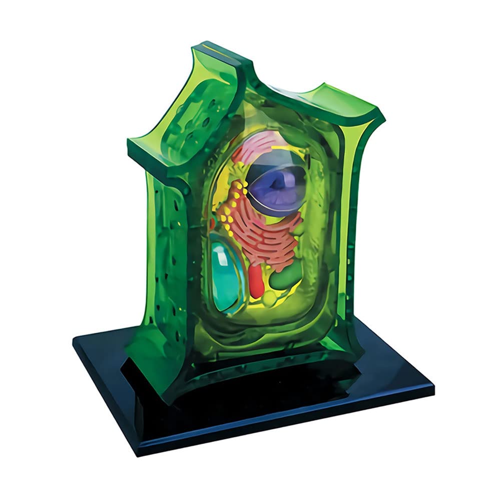 Yunzhiduan Plant Cell Anatomy Model 24 Detachable Parts Cross Section ...