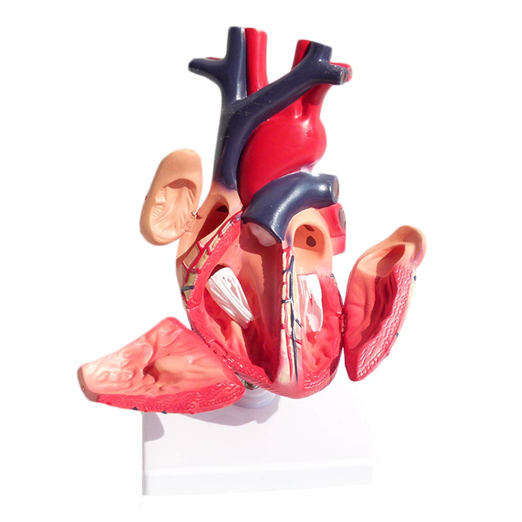 Anatomical Heart Model Human Organ Anatomical Model Human Heart Model ...