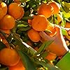 Amazon.com : TAZGO Live Satsuma Tree Plant, Satsuma Mandarin Trees ...