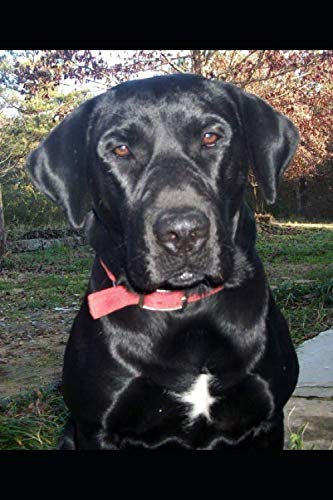 Amazon.com: George Adventures: George, the man & George, the dog ...