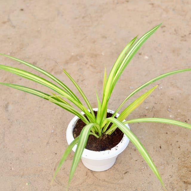 Golden Spider/Pandanus in 6 Inch Classy White Perennial plants Plant ...