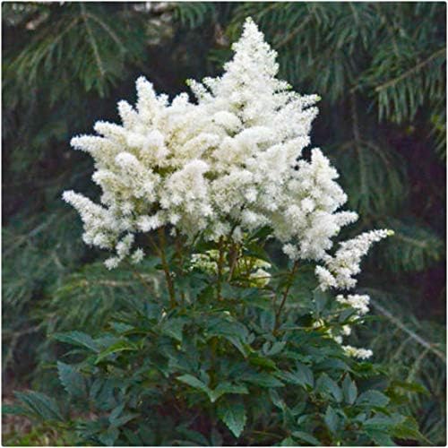 Pink Astilbe Japonica 'Bonn' X 3 Bare Root Plants. : Amazon.co.uk: Garden