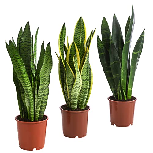 Dehner Grünpflanzen – Die 15 besten Produkte im Vergleich - Heim & Werk ...