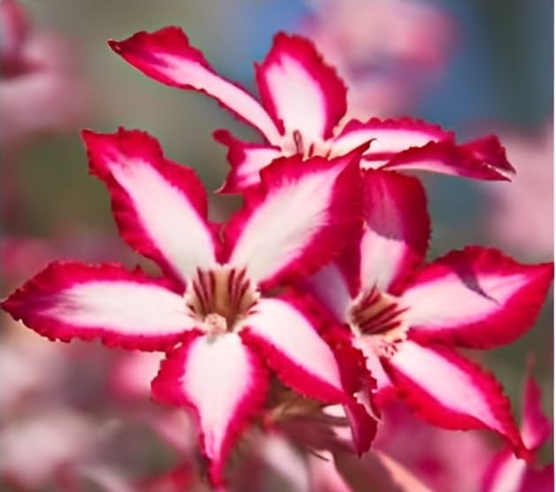 Green view® Original Adenium Desert Rose Flower Double Petal Plant ...