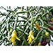 Amazon.com : Spice Cactus Plant - Rhipsalis salicornioides - 2.5" Pot ...