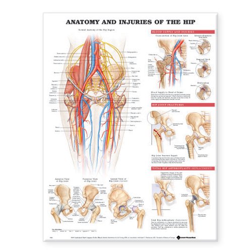 Buy Anatomy and Injuries of the Hip Anatomical Chart Book Online at Low ...