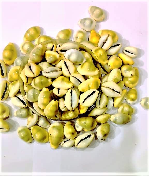 Nature World Yellow LAXMI GAVVALU Yellow Cowrie PEELIKODI SEA SHELS for ...