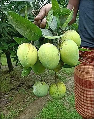 Cloud Farm Himsagar and Kishan Bhog Mango Grafted Hybrid Live Plant ...