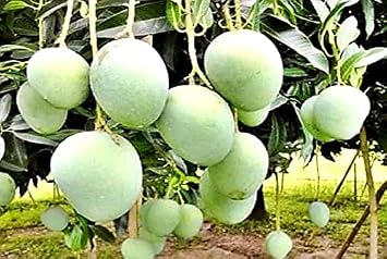 Garden Fields Dudhiya Malda Mango Plant-Grafted Variant. : Amazon.in ...