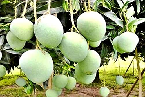 Garden Fields Dudhiya Malda Mango Plant-Grafted Variant. : Amazon.in ...