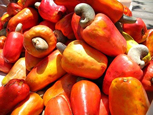 Golden Hills Farm Cashew Fruit or Kaju Seeds 10 seeds : Amazon.in ...