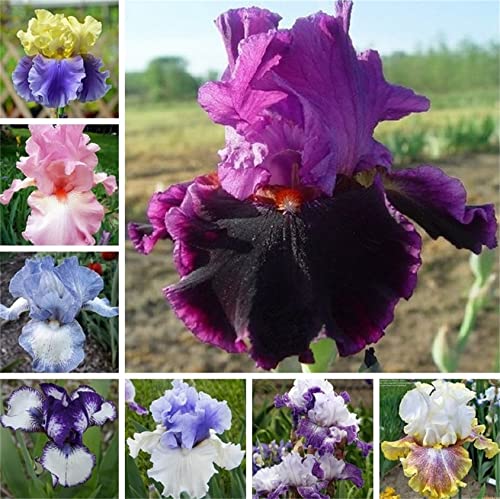 Iris germanica - How to grow & care