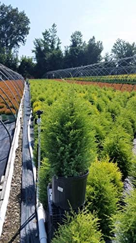 Amazon.com : Green Promise Farms JNCGST03 JNCGST Evergreen Plant, 3 ...