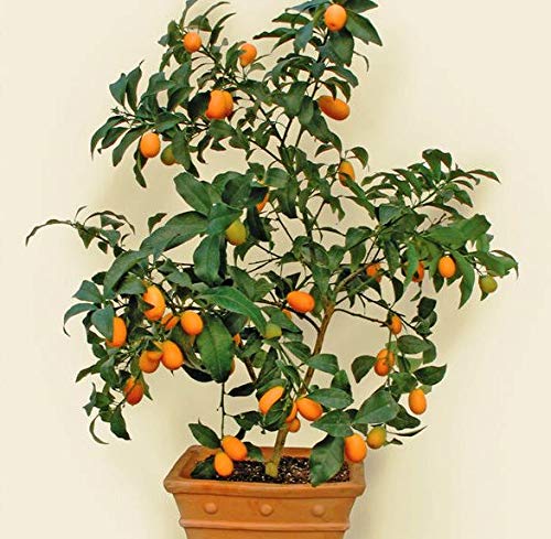 Plant House Live Narangi Fruit Pre Bonsai Plant with Pot (more than 1 ...