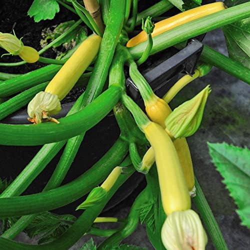 Yellow Courgette Seeds 'Shooting Star' F1 Hybrid Climbing Cucurbita ...