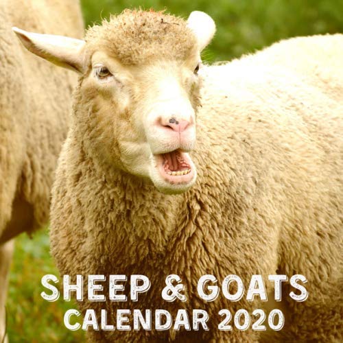 Sheep & Goats Calendar 2020: November 2019 - December 2020: Press ...