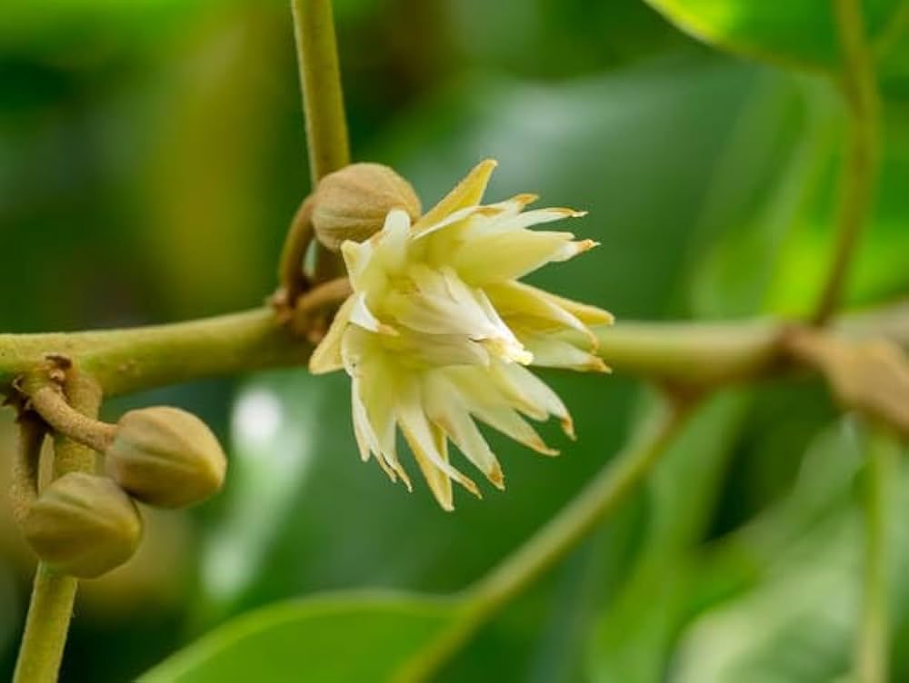 All Season Rare bakul flower tree live plant Pack of 1 : Amazon.in ...