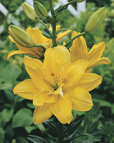 Amazon.com: FATA Morgana Double Yellow Asiatic Lily - 5 Bulbs : Patio ...