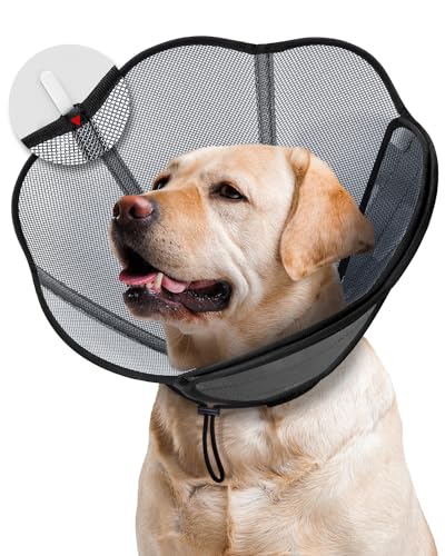 Dog Cone Collar – The 15 best products compared - Wild Explained