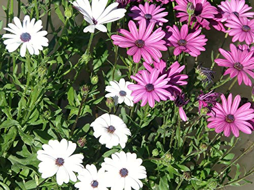 Dimorphotheca: Coltivazione e Cura della Dimorfoteca