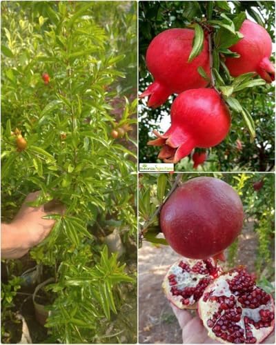SANJU Pomegranate Anar Ganesh Fruit(Dwarf Grafted) Live Plants & Tree ...