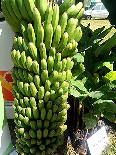 LIVE Assam Banana Malbhog Variety Fruit Plant Banana plants : Amazon.in ...