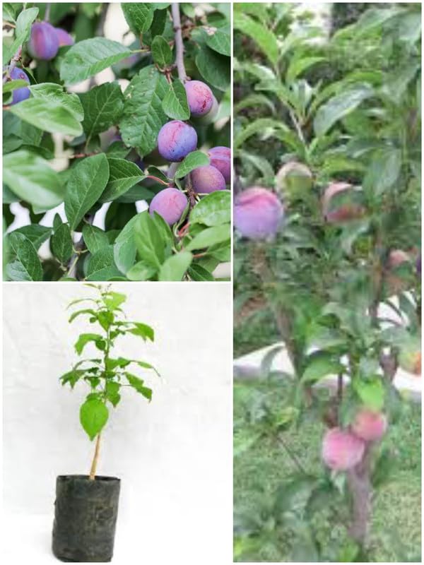 Live Plant Nursery NCR Plants Plum Aloo Bukhara plant Fruit Gbrafted ...