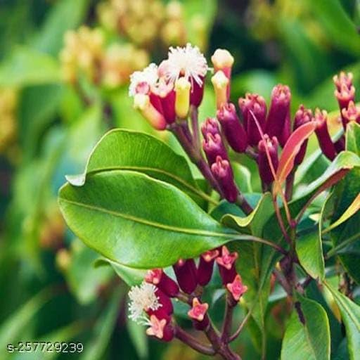 All Time Hybrid Clove plant, Lavang, Laung (Syzygium aromaticum ...