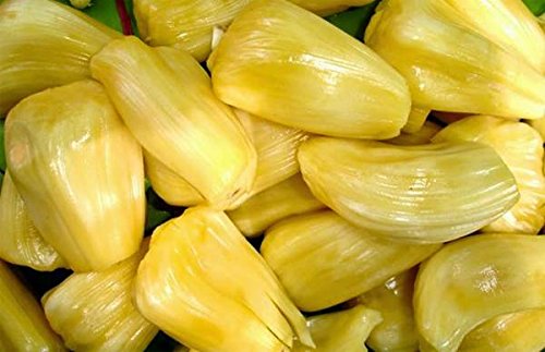 Exotic Rare " Gumless JackFruit " Plant (Grafted) Dwarf Variety Live ...