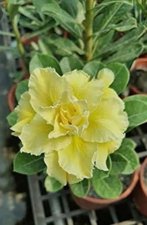 RB NURSERY_ yellow adenium flower plant Live Plant Garden plant Natural ...