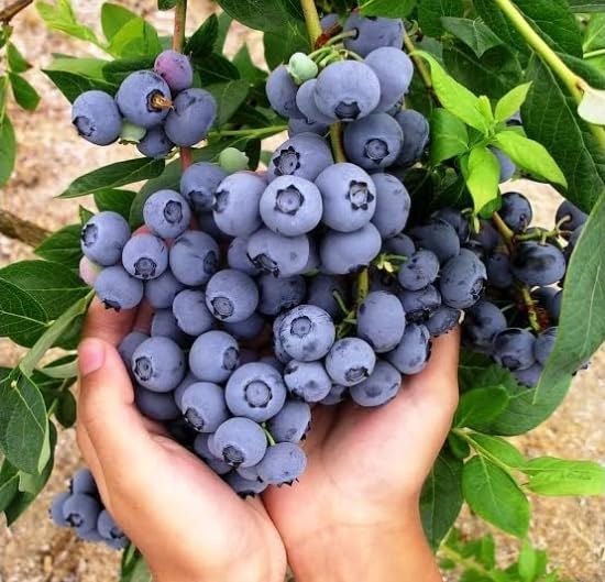 MVKR Live Rare Blueberry Fruit Plant I Pack of 1 Plant I : Amazon.in ...