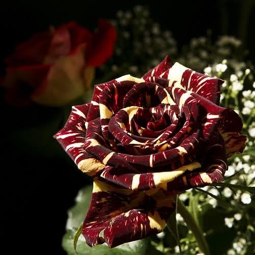 Beautiful Striped Roses Bushes for Your GardenGardens Rare Grafted ...