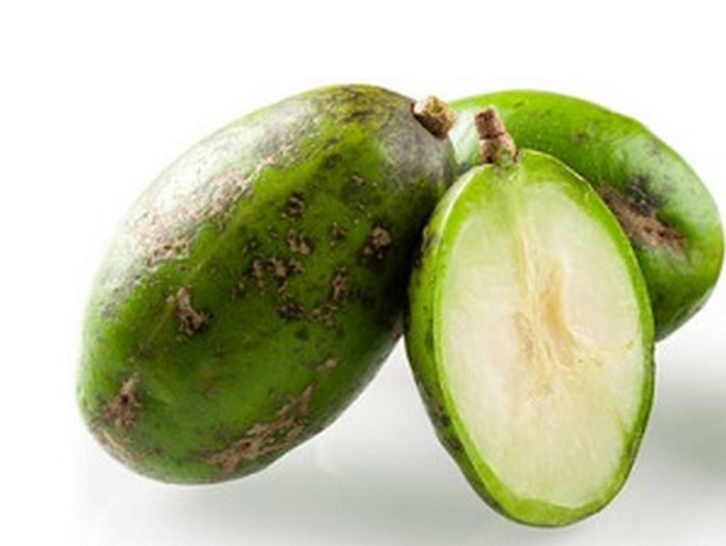 Buy Creative Farmer Grafted High Yield Rare Dwarf Indian Hog Plum ...