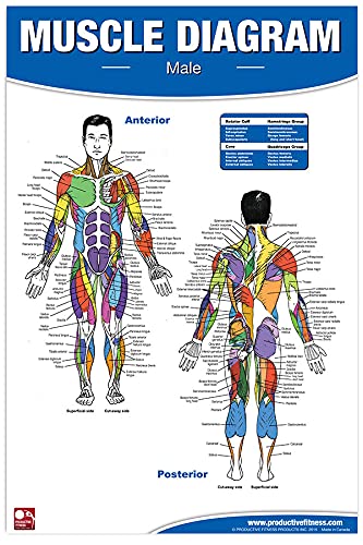 Buy PREMIUM MALE MUSCLE DIAGRAM - Anterior and ior Muscle Chart ...