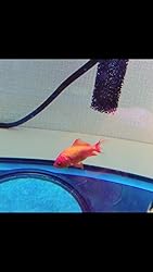 Amazon.co.jp: サンミューズ PSB 1L : 産業・研究開発用品