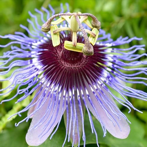 Mphmi Seedless Plant Indoor Plants Blue Passiflora Incarnata| Passion ...