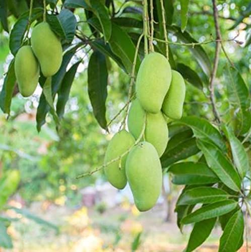 Healthy Vibe Mango Live Plant (Pedda Rasalu Mango Grafted Plant ...