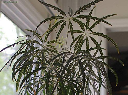 Plants Point Dwarf Rare Live Plant ' Ball Aralia, Aralia Bush ' Green ...