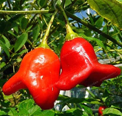 70 Pcs/Bag Brazilian Chili Pepper Seeds Ubatuba Cambuci Capsicum ...