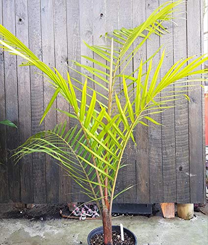 LushGreen Rare Hybrid Redneck Palm Tree Plant For Indoor/Outdoor Garden ...
