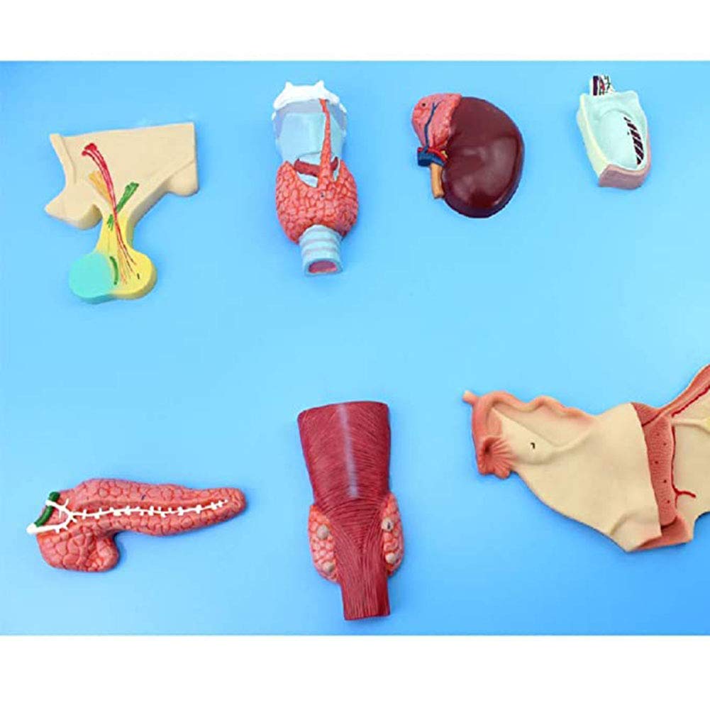 Endocrine System Model Labeled