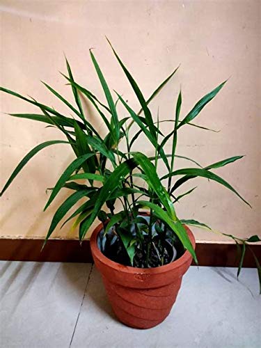 Mphmi Cardamom, Elaichi, Velchi - Plant : Amazon.in: Garden & Outdoors