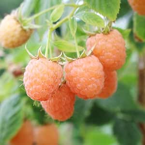 Amazon.com : Double Gold Raspberry Root - Grow Your own Berries - Ready ...