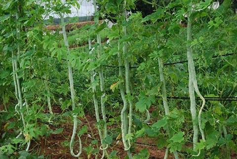 EVOY High Yield Hybrid Rare Long chichinda Snake Gourd Vegetable 150 ...